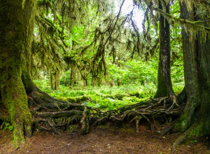 Weekend Itinerary for Quinault and Hoh Rain Forests in Washington