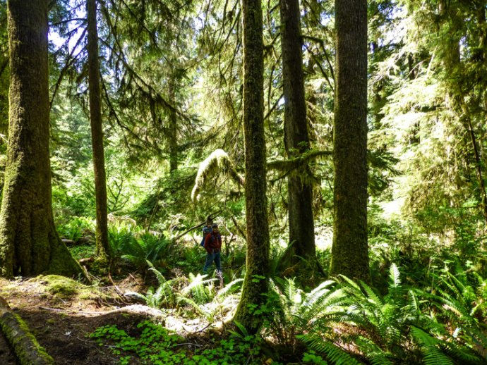 Weekend Itinerary for Quinault and Hoh Rain Forests in Washington