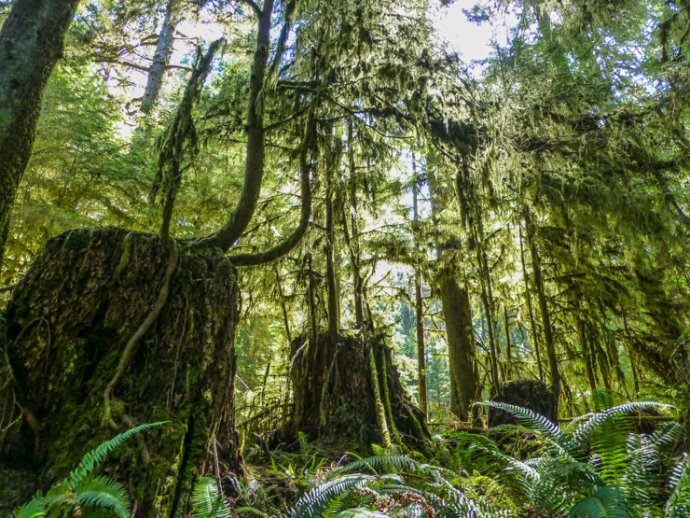 Weekend Itinerary for Quinault and Hoh Rain Forests in Washington