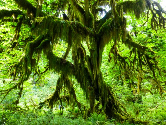 Weekend Itinerary for Quinault and Hoh Rain Forests in Washington