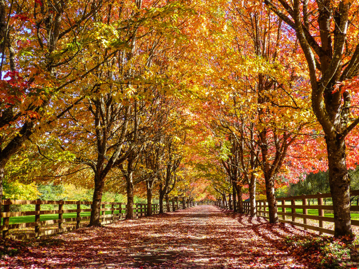 Rockwood Farm's Autumn Entrance in Snoqualmie Rockwood Farm's Autumn Entrance in Snoqualmie